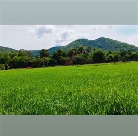 ចិញ្ចឹមមាន់ស្រែបានតិចតួចទុកគ កំសាន្តបែបស្រុកស្រែ និងកីឡា Facebook