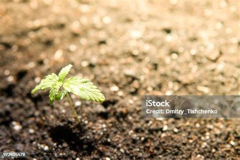 室內大麻一種小植物的大麻幼苗在植被階段種植在地面上的太陽 一個美麗的背景 Eceptions 的種植在一個為醫療目的 照片檔及更多 上癮 照片