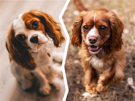 Picardy Spaniel Dog Breed Information Uk Pets