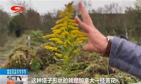 成都疑现加拿大一枝黄花被称生态杀手 专家称看到一定要上报 新闻频道 和讯网