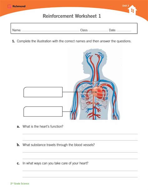 Pdf Sc2u3 Reinforcement Worksheet 1 Dokumentips