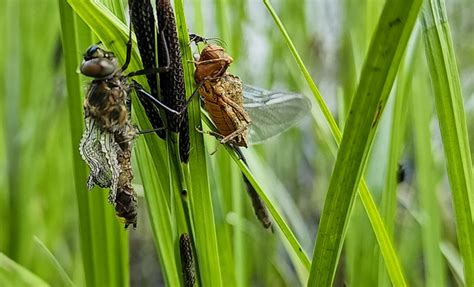 Dragonfly Metamorphosis Insects Free Photo On Pixabay Pixabay
