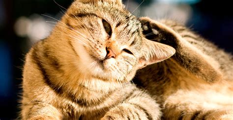 Pulgas en perros y gatos Cómo eliminarlas PancitasPets