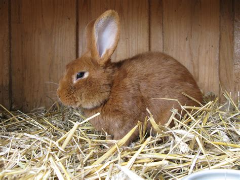 Ratgeber Zu Kaninchen