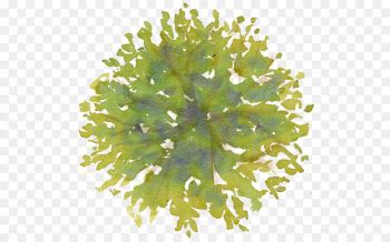 Free Tree Site Plan Drawing Tree Png Top Nohat Cc