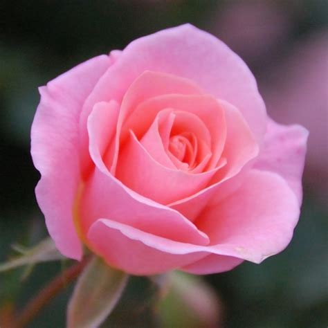 Hybrid Tea Rose: Pink Rose Blooming in Garden