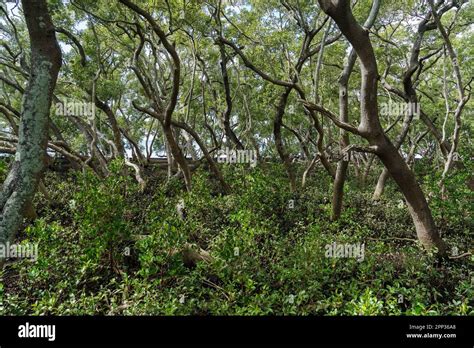 Mangrove Forest Viewed From Wynnum North Mangrove Boardwalk Brisbane