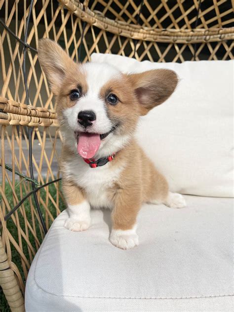 Moon Corgis Pembroke Welsh Corgi Puppies For Sale In Kerman CA AKC
