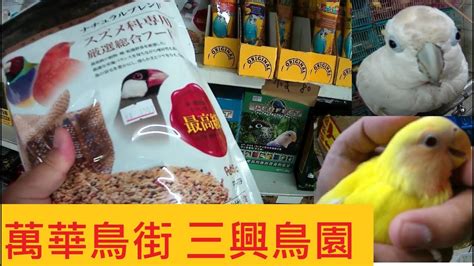 萬華鳥街 三興鳥園下雨ㄌ 進去鳥店玩小鳥 Bird Park parrot YouTube