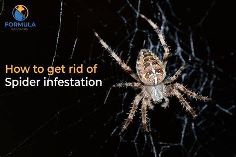 How To Get Rid Of Spider Infestation