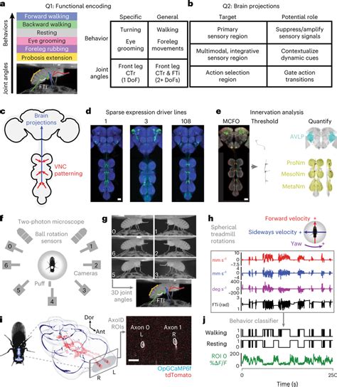Large Scale Functional And Morphological Screen Of An Movement Encoding Download Scientific