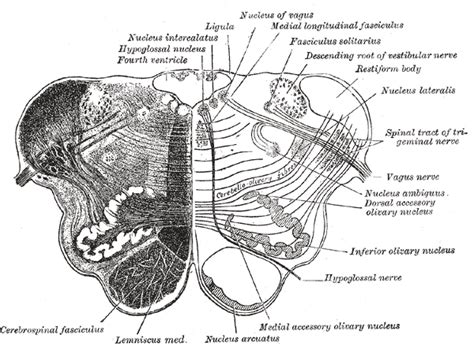 Raphe Nucleus Cross Section