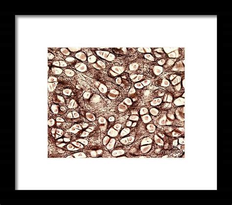 Elastic Cartilage Drawing Elastic Cartilage 2 Framed Print By Science