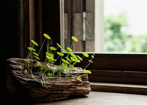 超过 20000 张关于枯草芽孢杆菌和自然的免费图片 Pixabay