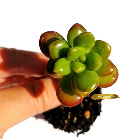 Sedum Lucidum Obesum Rooted Plant Succulent Plants Uk