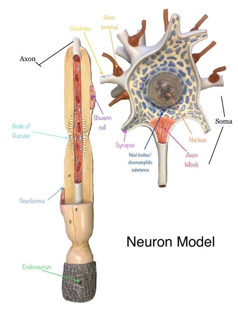 an image of the structure of a neuron model with labels on each side