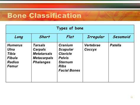 Bone Shape Classification List At Amy Beasley Blog