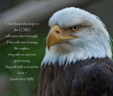 Eagle Bible Quotes By Quotesgram Bible Verses Bible Wisdom Bible