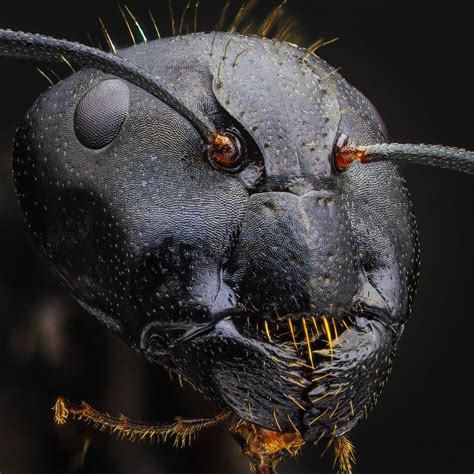A Different Close Up Of Ants Face Roddlyterrifying