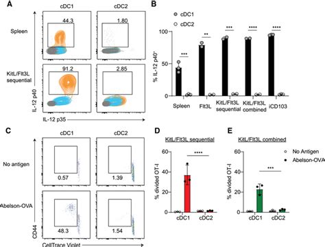 Kitl Flt3l Type 1 Conventional Dc Cdc1 Can Produce Il‐12 And Can Download Scientific Diagram