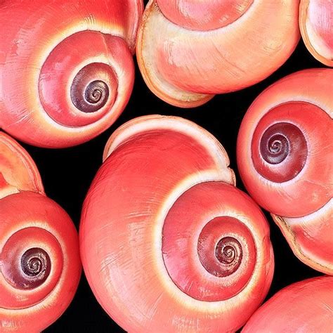 188 Best Images About Sea Shells On Pinterest Conch Shells Shell Display And Sea Shells