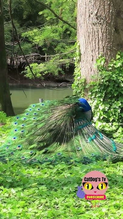 Peacock Shorts Animals Wildlife Beautiful Peacock Birds