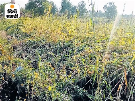 Damage On 21 Lakh Hectares In 7 States 3 More Days Of Rain 139 Lakh