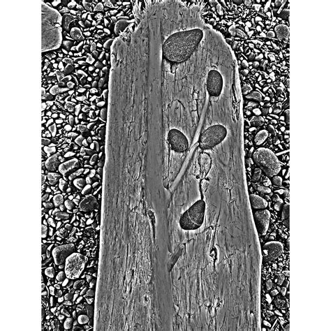 Купить картину Сухое дерево в Москве от художника Байчурина Диляра
