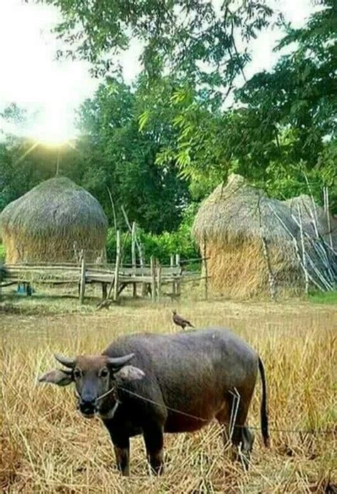 นกเอี้ยง มาเลี้ยงควายเฒ่า ควายกินข้าว นกเอี้ยงหัวโต Nature Pictures