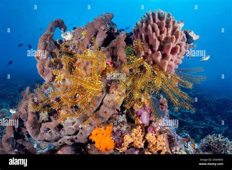 Calcarea Sponges