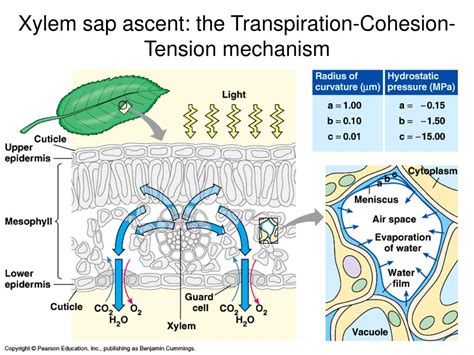 What Is Cohesion Tension Theory Quora