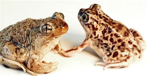 Why These Frogs Make ‘the Grossest Blunder In Sexual Preference The