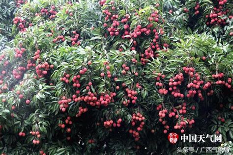 靈山荔枝熟啦紅滿枝頭惹人饞 每日頭條