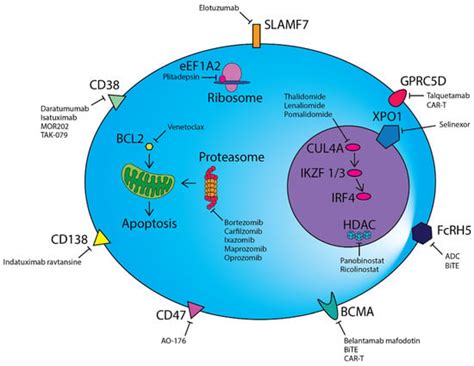 JPM Free Full Text Targeted Therapies For Multiple Myeloma