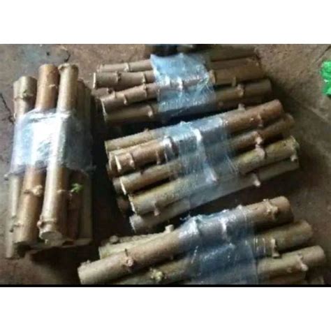 Jual Bibit Stek Batang Ubi Singkong Ubi Kayu Perikat 13pcs Shopee
