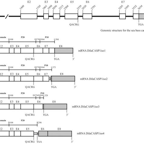 The Exons Are Represented By Boxes E1 E8 And Introns By A Solid Line