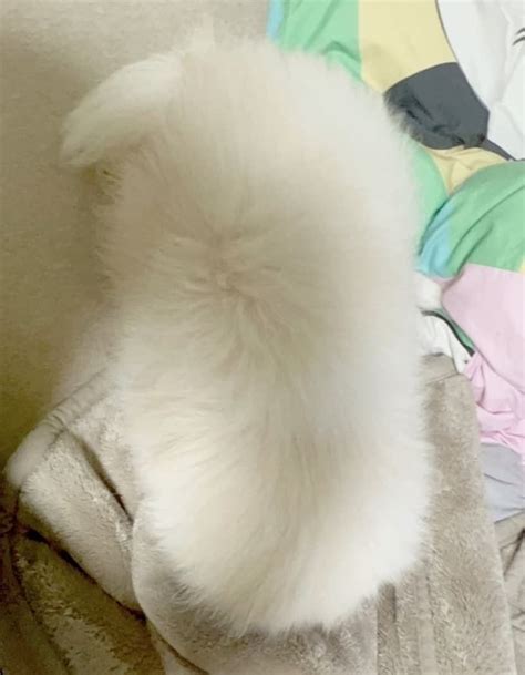 분명히 솜뭉치처럼 작고 둥글둥글하면서 앙증 맞은 몸집이었던 강아지가 2년 후에는