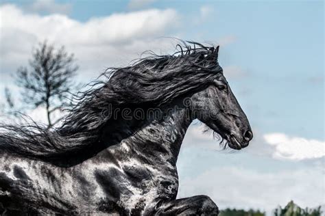 Piękny Czarny Friesian Stadnina Ogier Obraz Stock Obraz Złożonej Z Lutowanie Stadnina 143551335