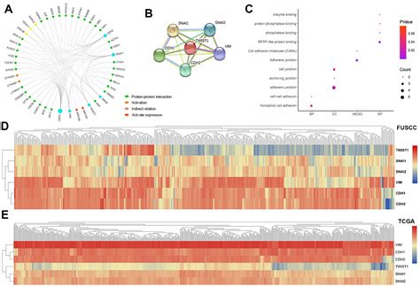 CDH2 Protein Human STRING Interaction Network 43 OFF