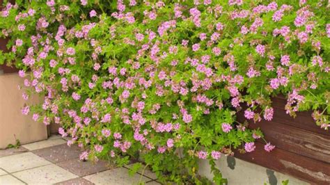 How To Grow And Care For Citronella Plant Mosquito Plant Planet Natural