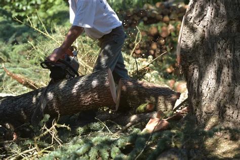 Cutting Tree Limbs Stock Photos Royalty Free Cutting Tree Limbs Images Depositphotos