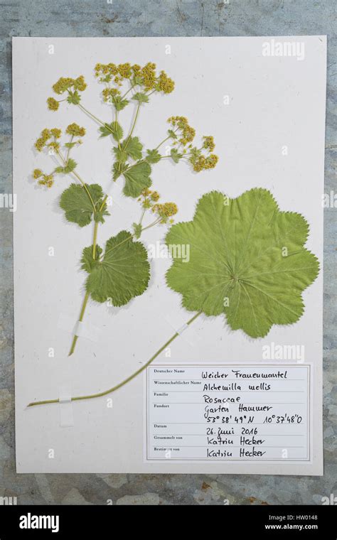 Fertige Herbarbogen, Herbarbögen. Weicher Frauenmantel, Alchemilla ...