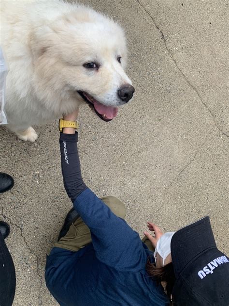 パール 引き取り手のない犬猫を守るため。至急、病院近くへシェルターの移転を（おっぽの会 20220518 投稿） クラウド