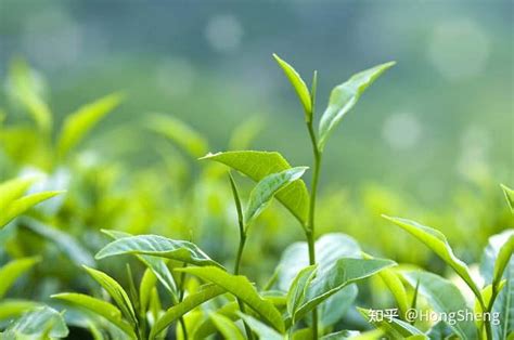 茶叶新零售商城：互联网茶叶，实现产业转型升级 知乎
