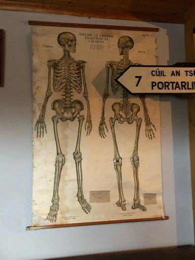 Skeleton Chart For Sale In Ballydavis Laois From Johnshroud