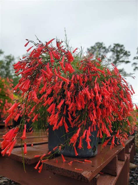 Firecracker Plant Pooler Plant Pick Up Station
