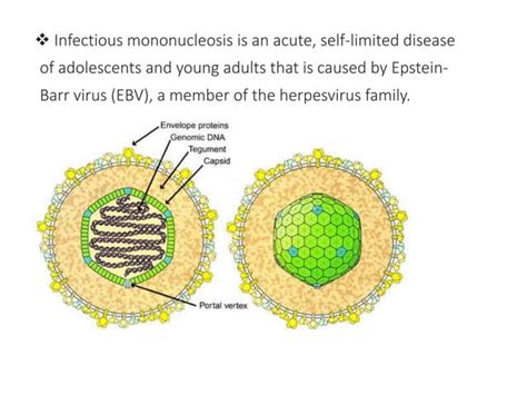 Infectious Mononucleosis Pathology