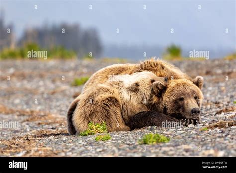 Mother Grizzly Bear Ursus Arctos Horribilis And Her Young Cub Huddle
