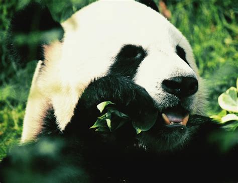Premium Photo High Angle View Of Panda Eating Leaves Against Plants