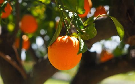 Global Fruit Industry 2020 Fruit Production Top Fruit Producers